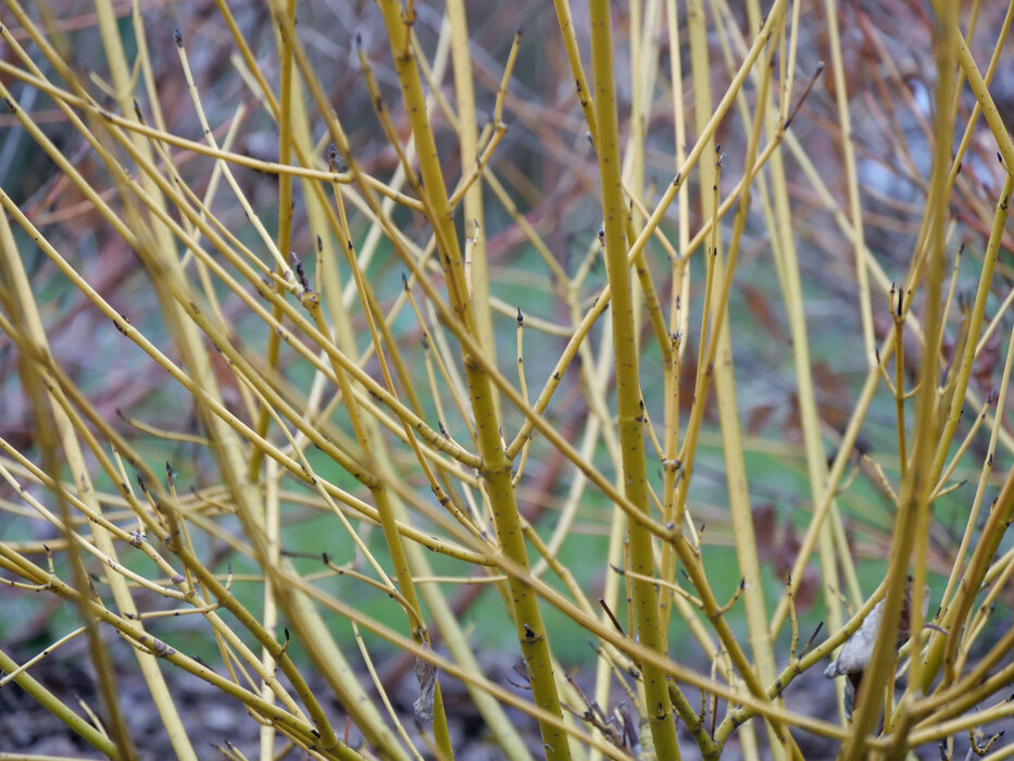 Cornus Arctic Fire Yellow | Bluestone Perennials