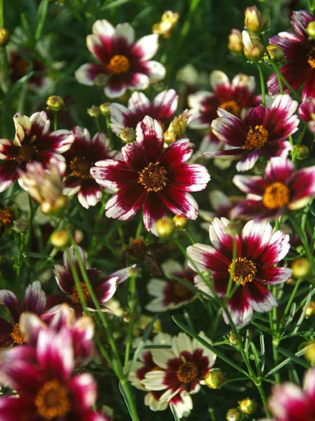 Coreopsis Berry Chiffon | Bluestone Perennials