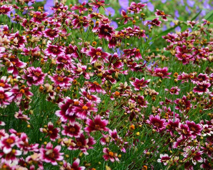 Coreopsis Berry Chiffon | Bluestone Perennials