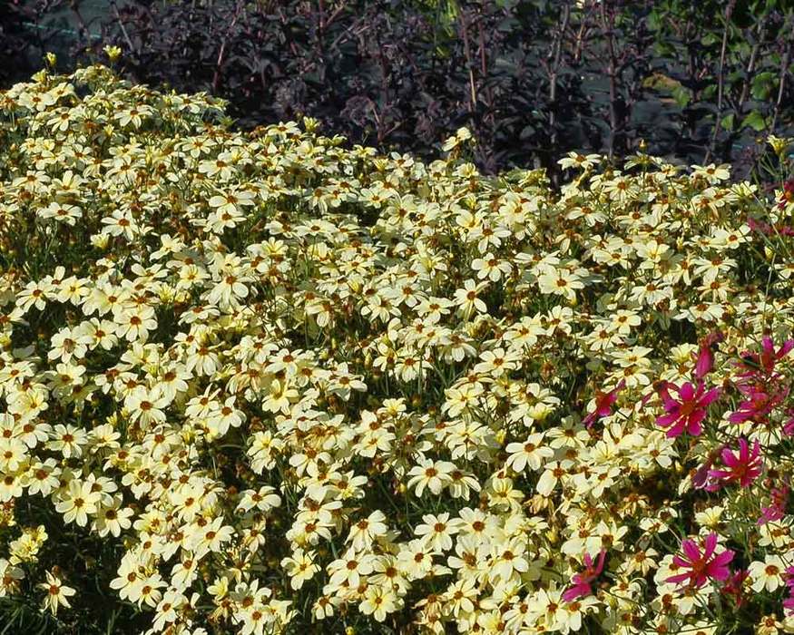Coreopsis Buttermilk | Bluestone Perennials