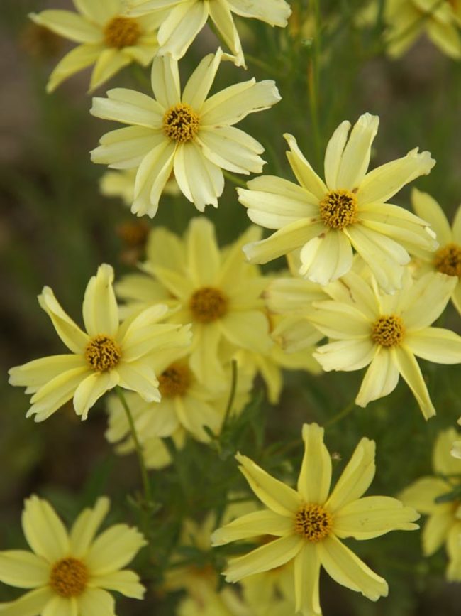 Coreopsis Creme Brulee | Bluestone Perennials