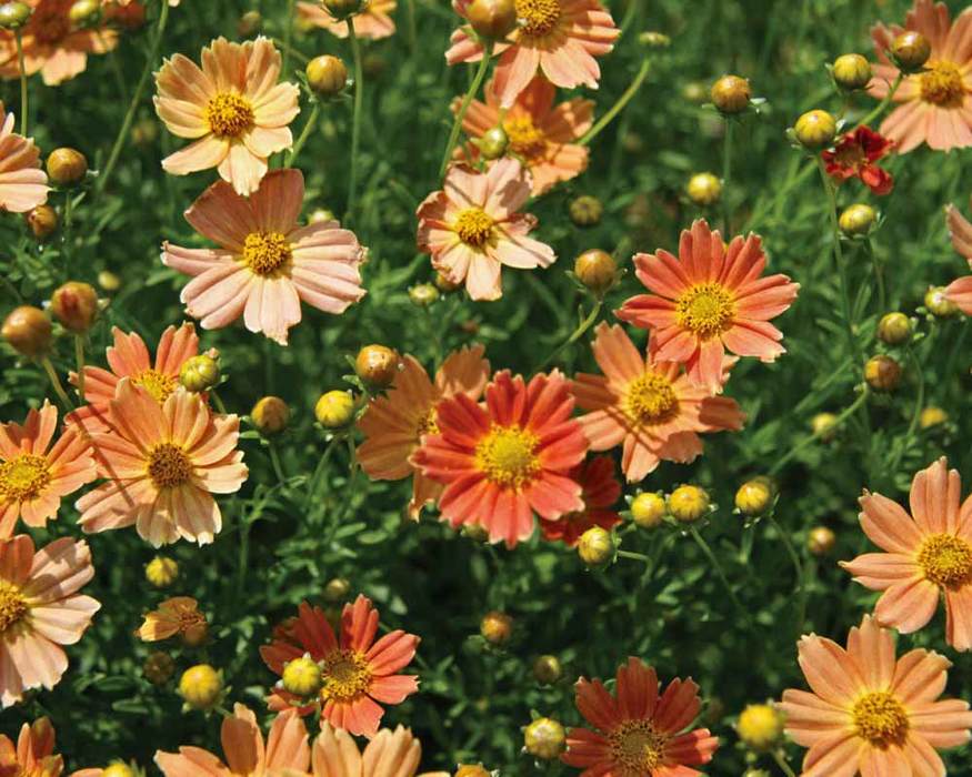 Coreopsis Crème Caramel | Bluestone Perennials
