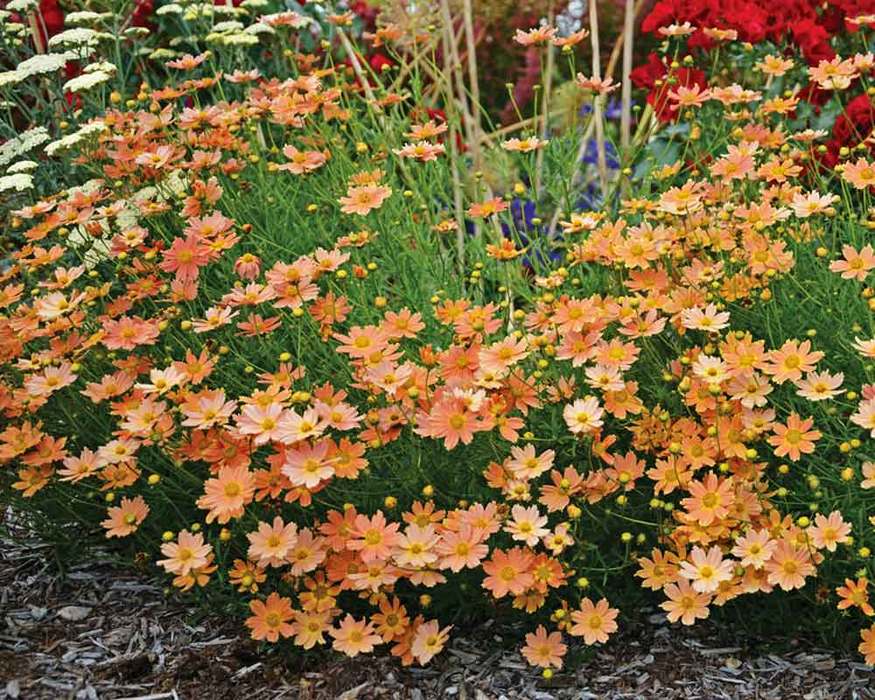 Coreopsis Crème Caramel | Bluestone Perennials
