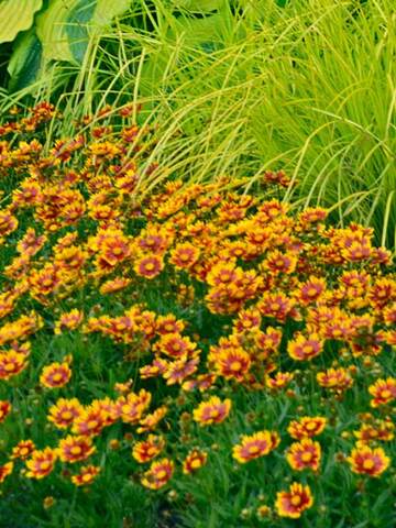 Coreopsis Daybreak | Bluestone Perennials