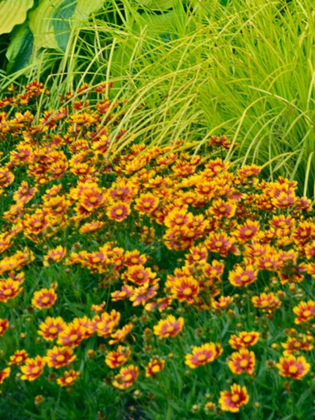 Coreopsis Daybreak | Bluestone Perennials