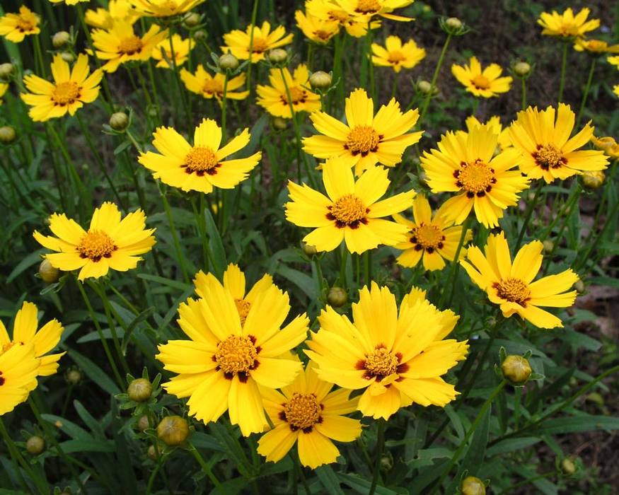 Coreopsis Domino | Bluestone Perennials