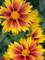 Coreopsis Enchanted Eve -- Bluestone Perennials