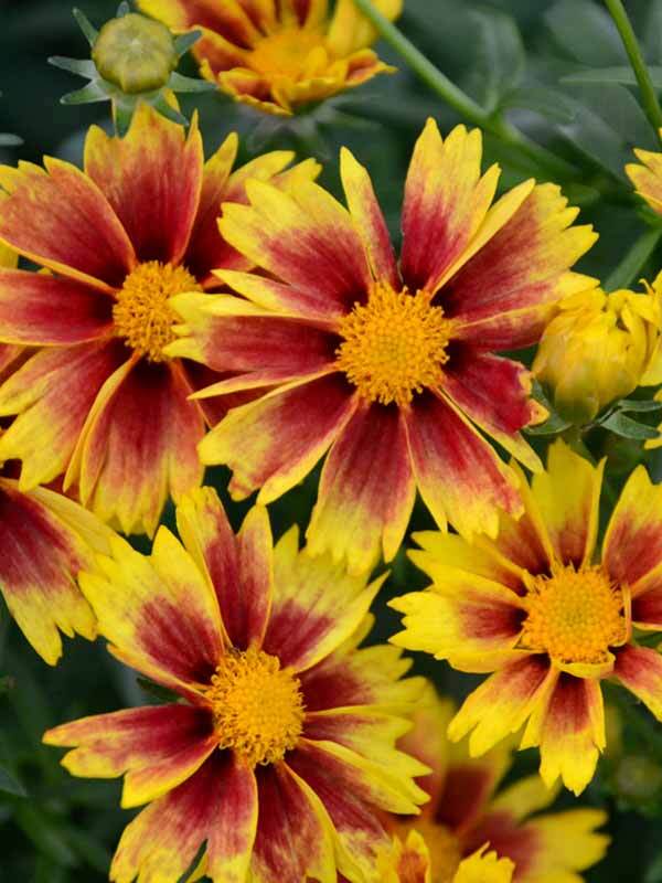 Coreopsis Enchanted Eve | Bluestone Perennials