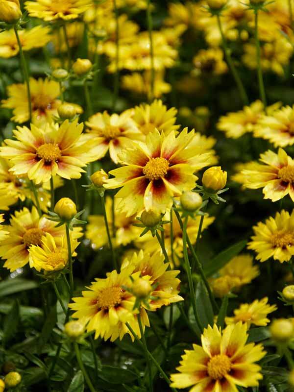 Coreopsis Enchanted Eve | Bluestone Perennials