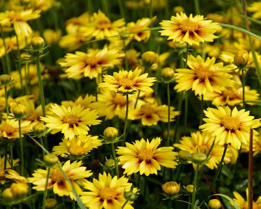 Coreopsis Enchanted Eve | Bluestone Perennials