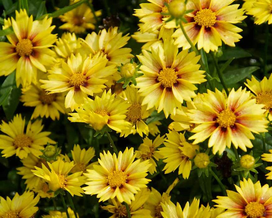 Coreopsis Enchanted Eve | Bluestone Perennials