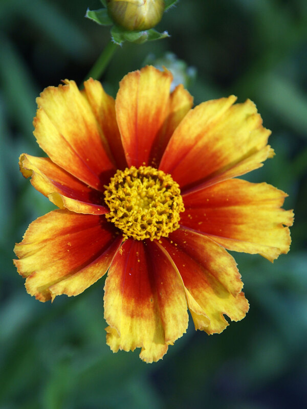 Coreopsis Firewheel | Bluestone Perennials