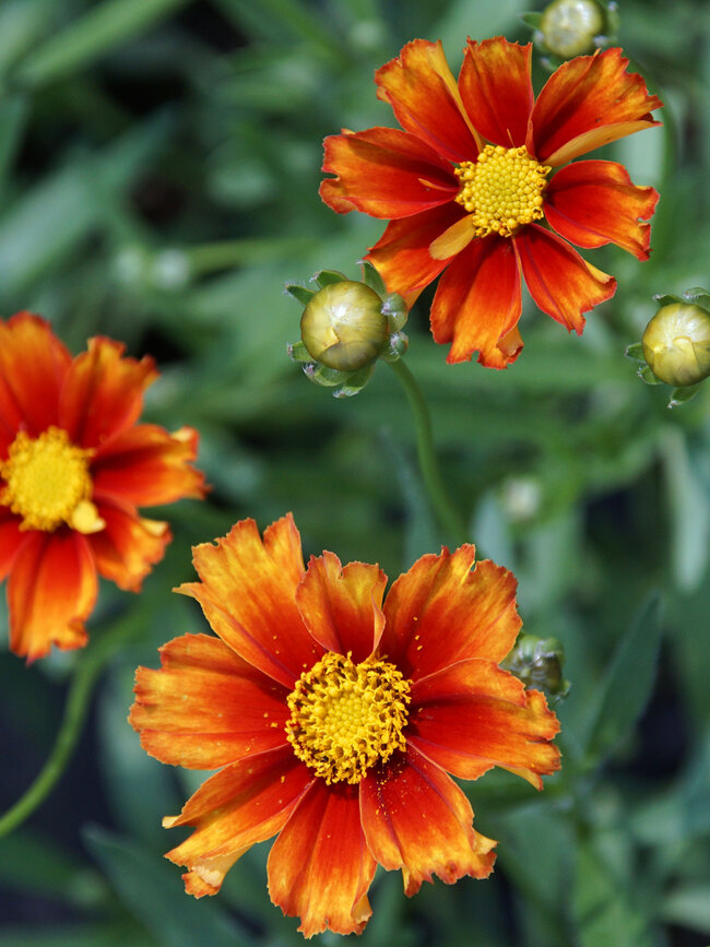 Coreopsis Firewheel | Bluestone Perennials