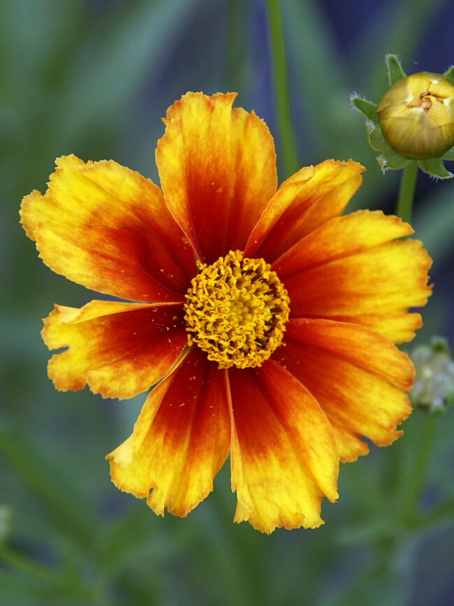 Coreopsis Firewheel | Bluestone Perennials