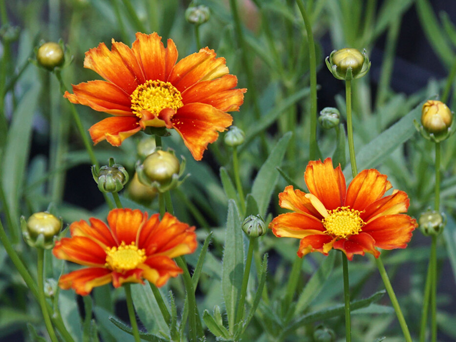 Coreopsis Firewheel | Bluestone Perennials