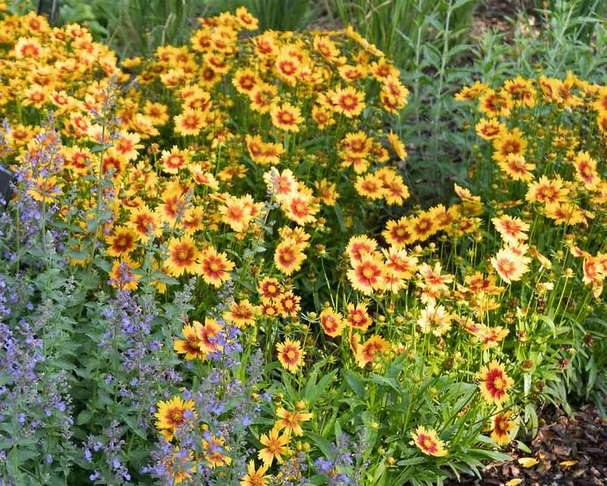 Coreopsis Uptick Gold And Bronze | Bluestone Perennials