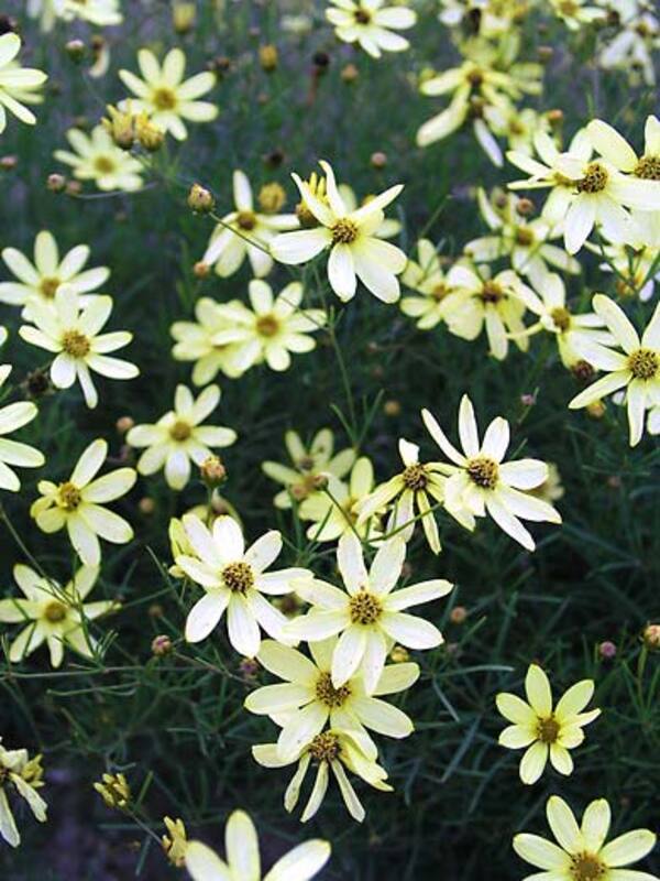 Coreopsis Moonbeam | Bluestone Perennials