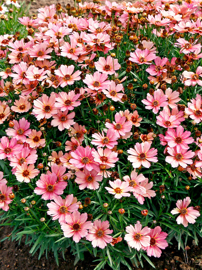 Coreopsis Nova Sunstone | Bluestone Perennials