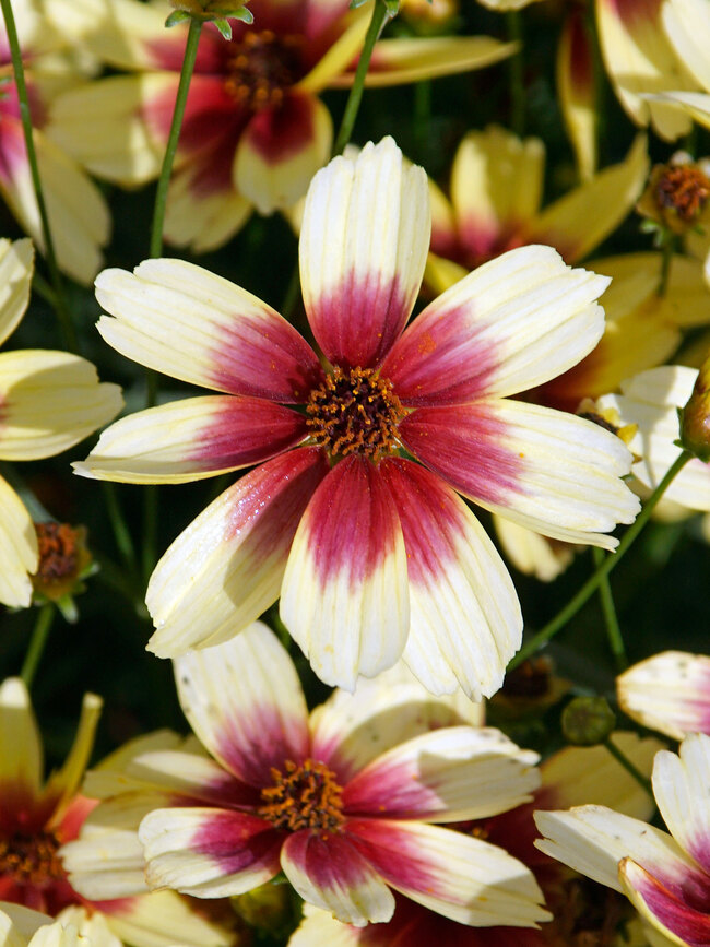 Coreopsis Peach Sparkle | Bluestone Perennials