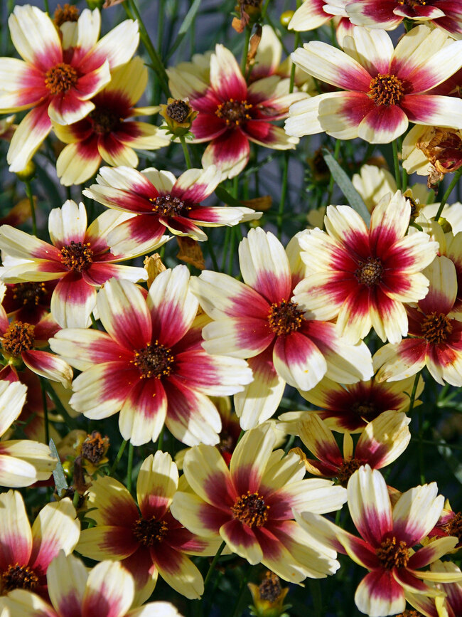 Coreopsis Peach Sparkle | Bluestone Perennials