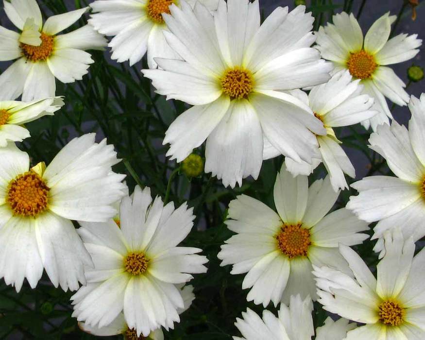 Coreopsis Polaris | Bluestone Perennials