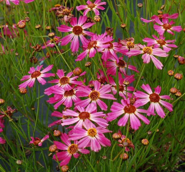 Coreopsis Pink Sapphire | Bluestone Perennials