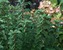 Product Viewer - Cornus Pucker Up