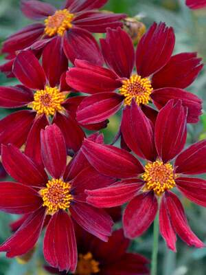 Mercury Rising Coreopsis