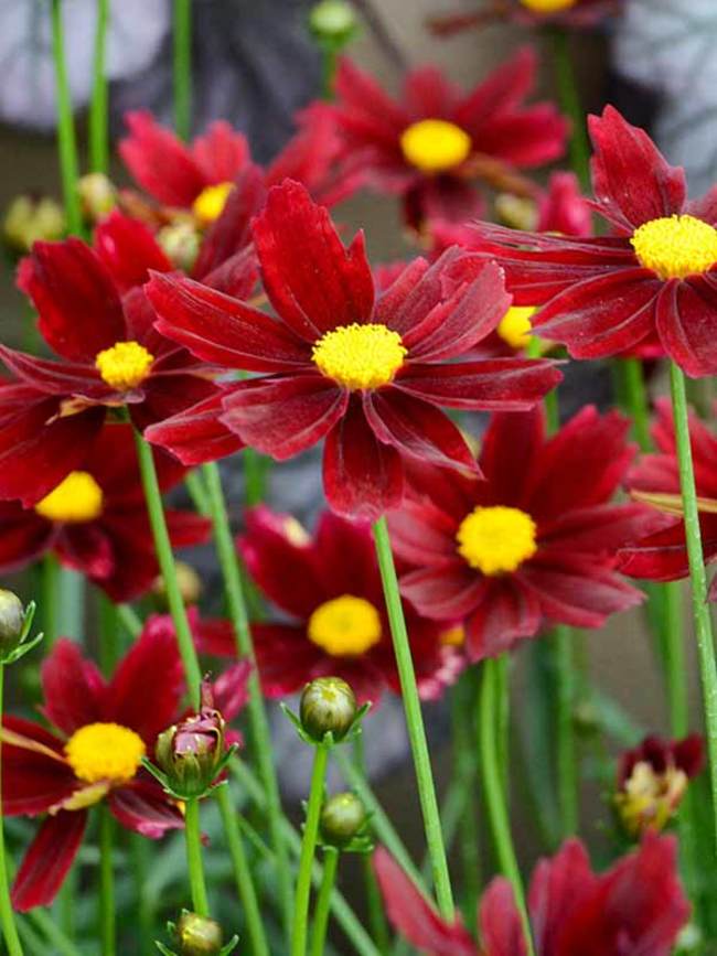 Coreopsis Red Elf | Bluestone Perennials