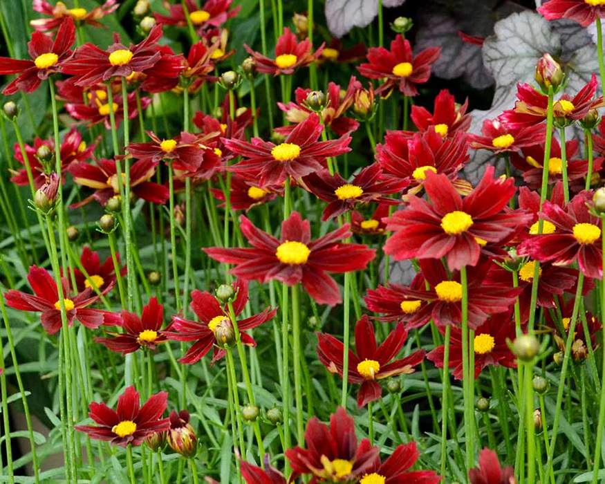 Coreopsis Red Elf | Bluestone Perennials