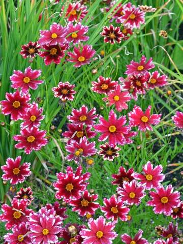 Coreopsis Ruby Frost | Bluestone Perennials