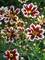 Coreopsis Ruby Frost -- Bluestone Perennials