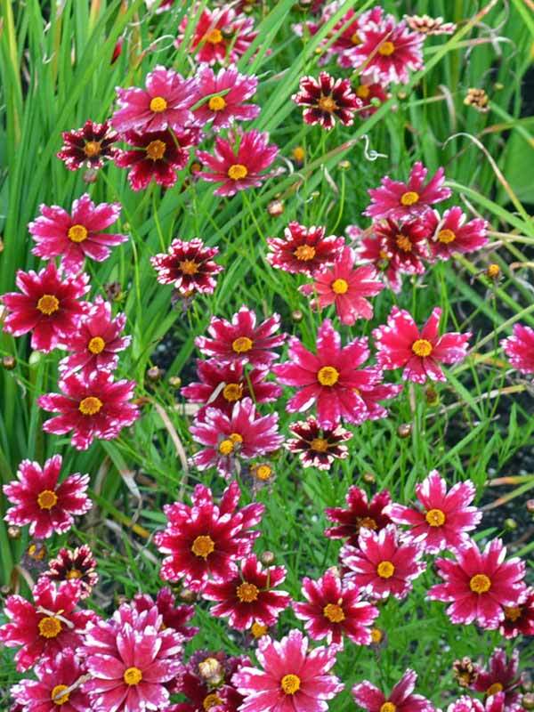 Coreopsis Ruby Frost | Bluestone Perennials