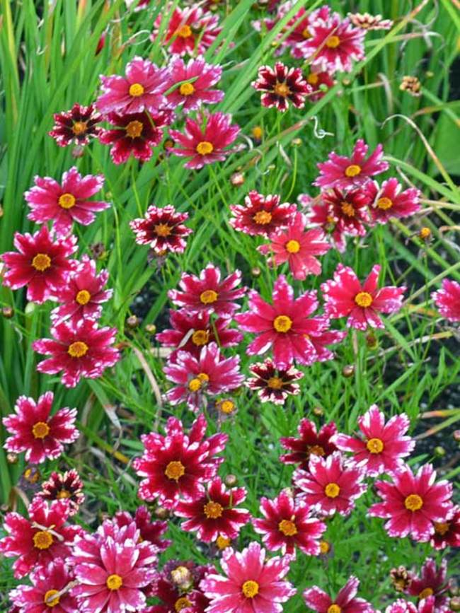 Coreopsis Ruby Frost | Bluestone Perennials