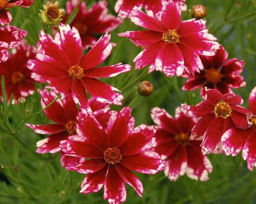 Coreopsis Ruby Frost | Bluestone Perennials