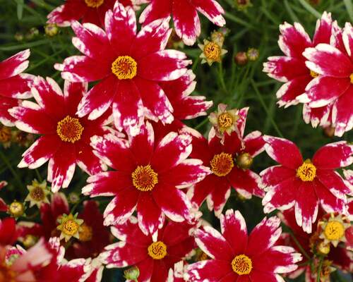 Coreopsis Ruby Frost | Bluestone Perennials