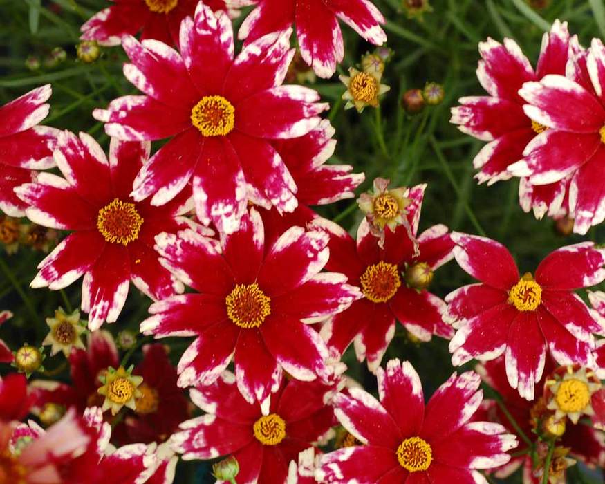 Coreopsis Ruby Frost | Bluestone Perennials