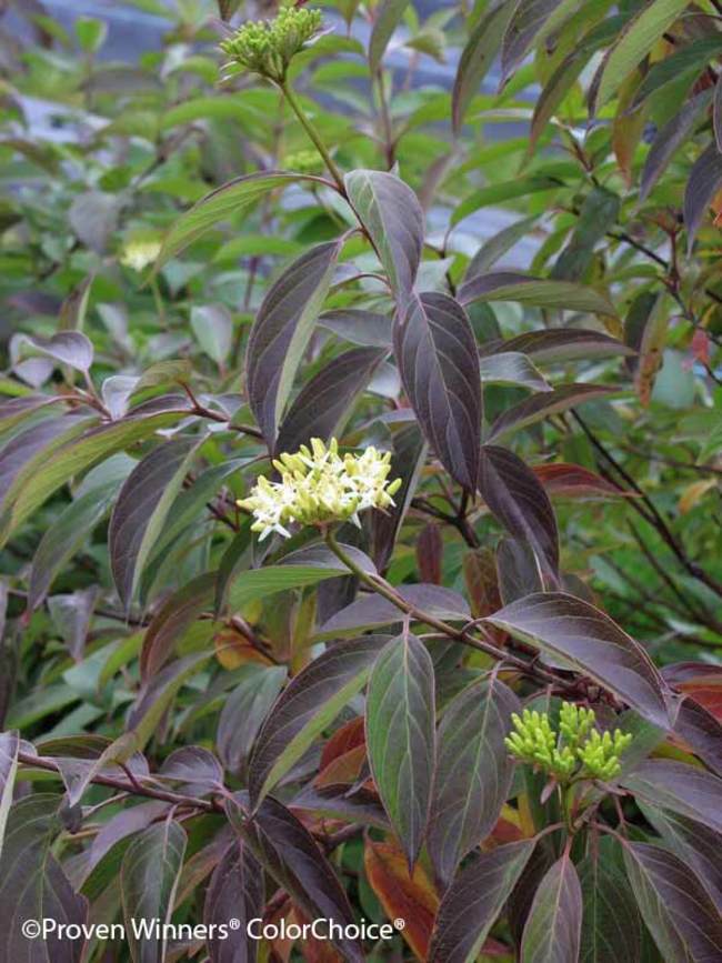 Cornus Red Rover | Bluestone Perennials