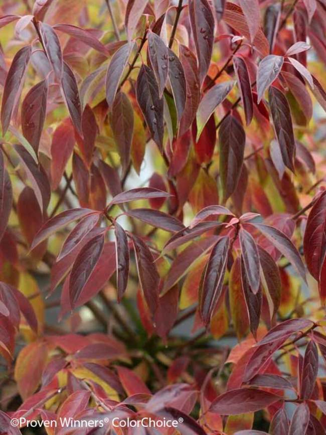 Cornus Red Rover | Bluestone Perennials