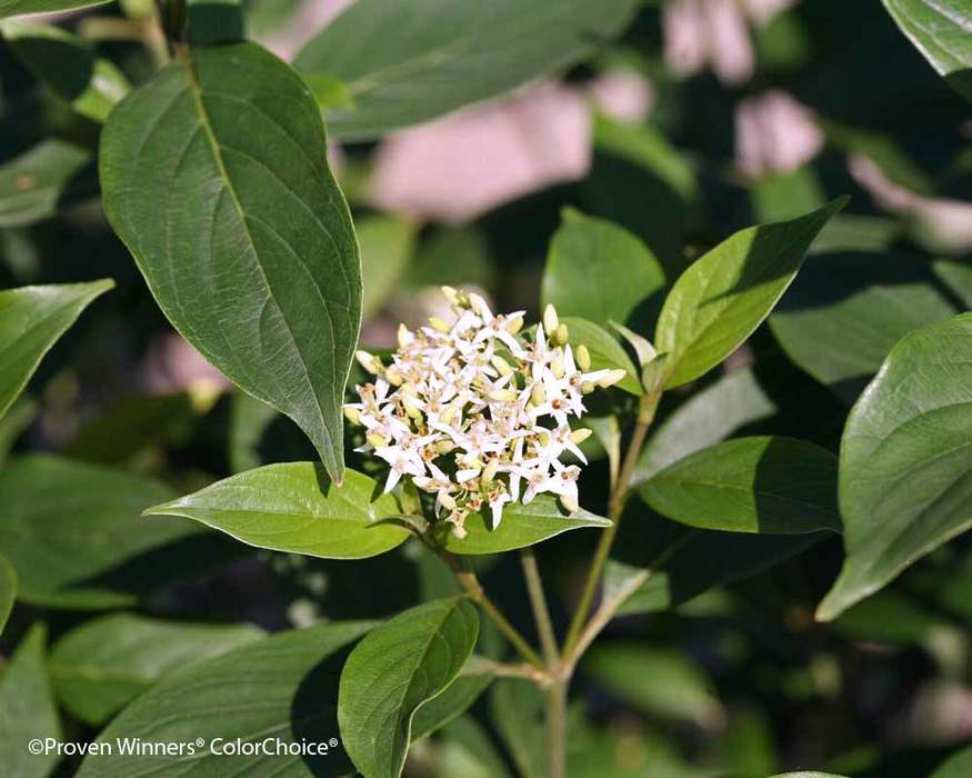 Cornus Red Rover | Bluestone Perennials