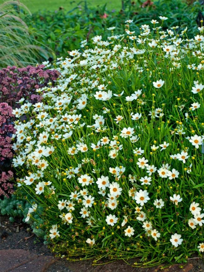Coreopsis Star Cluster | Bluestone Perennials
