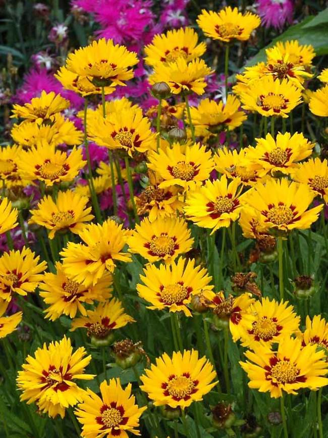 Coreopsis Sunfire | Bluestone Perennials