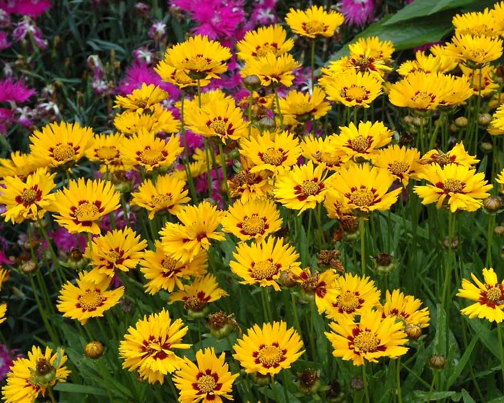 coreopsis sunfire