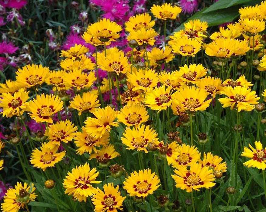 Coreopsis Grandiflora Tickseed