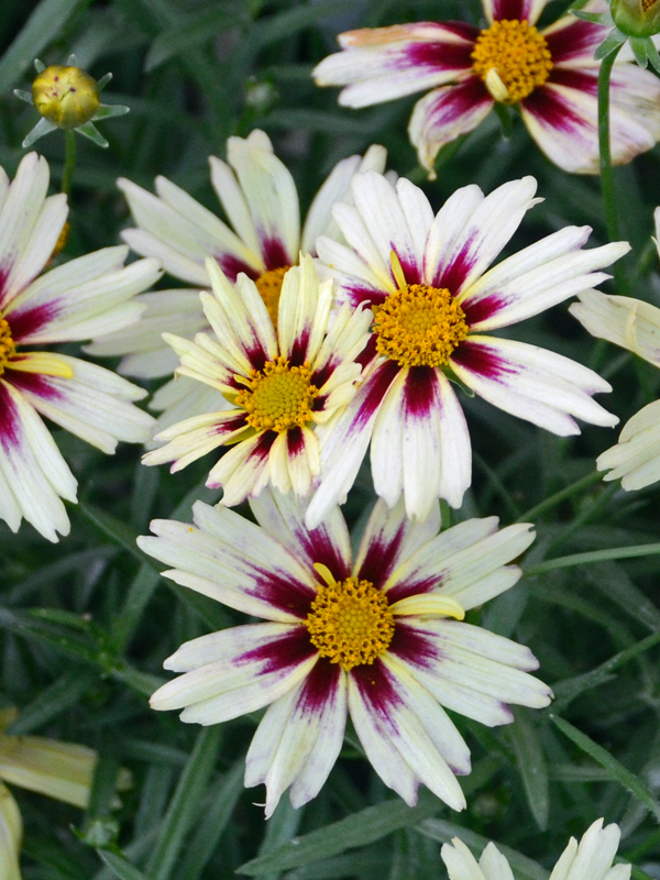 Bulbos Premium De Star Cluster Coreopsis Brecks