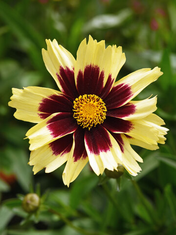 Coreopsis Super Star | Bluestone Perennials