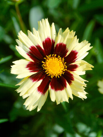 Coreopsis Super Star | Bluestone Perennials