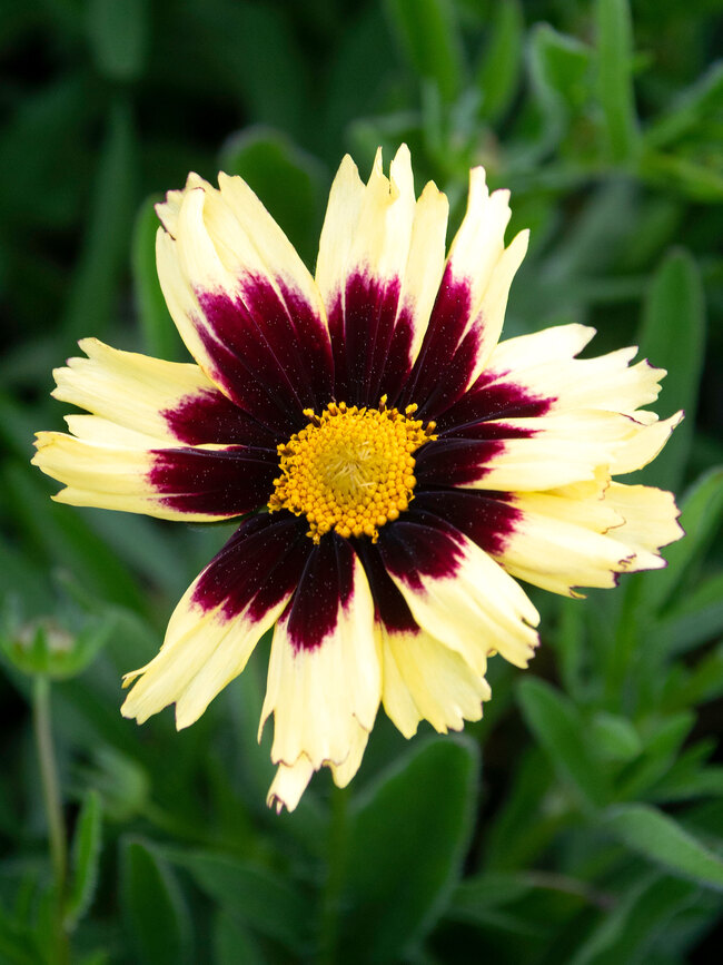Coreopsis Super Star | Bluestone Perennials