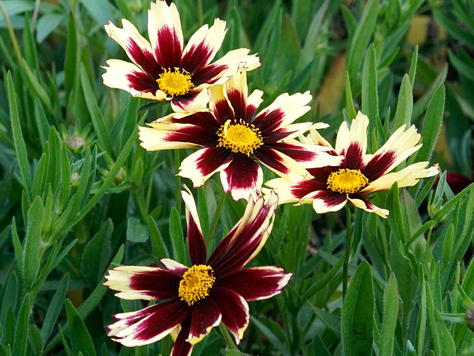 Coreopsis Super Star | Bluestone Perennials