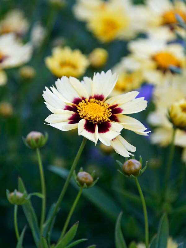 Coreopsis Uptick Cream & Red | Bluestone Perennials